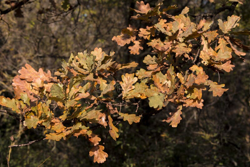 Red elm tree Ulmus rubra stock image. Image of tree, foliage - 90910671