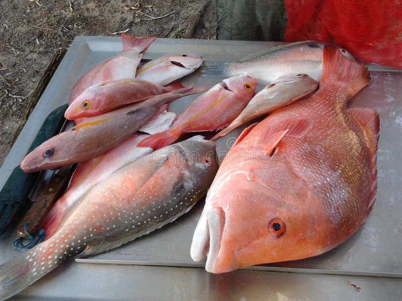 Emperor Fillets Stock Photos - Free & Royalty-Free Stock Photos from ...