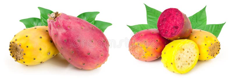 Red End Yellow Prickly Pear or Opuntia Isolated on a White Background ...