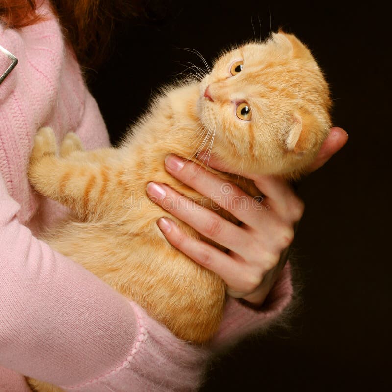 Red England Lop-eared Kitten Stock Image - Image of head, beautiful ...