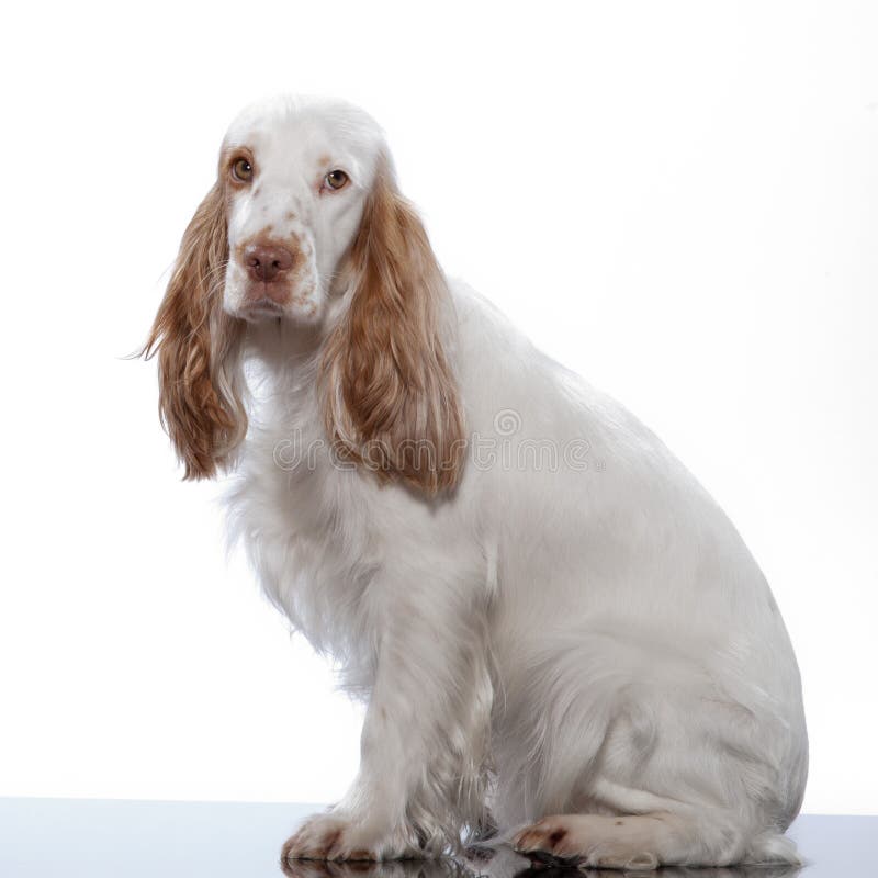 Red English Cocker Spaniel stock photo. Image of spaniel - 23921018