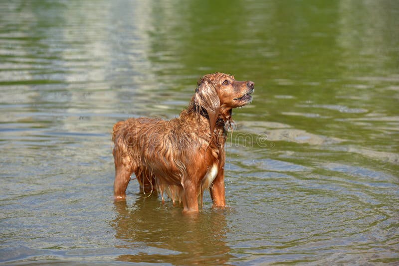 Red English Spaniel Bathing and Playing in the Water Stock Image ...