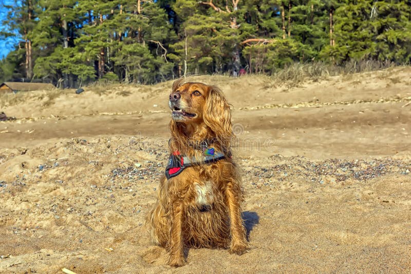Red English Spaniel on the Beach on the Sand Stock Image - Image of ...