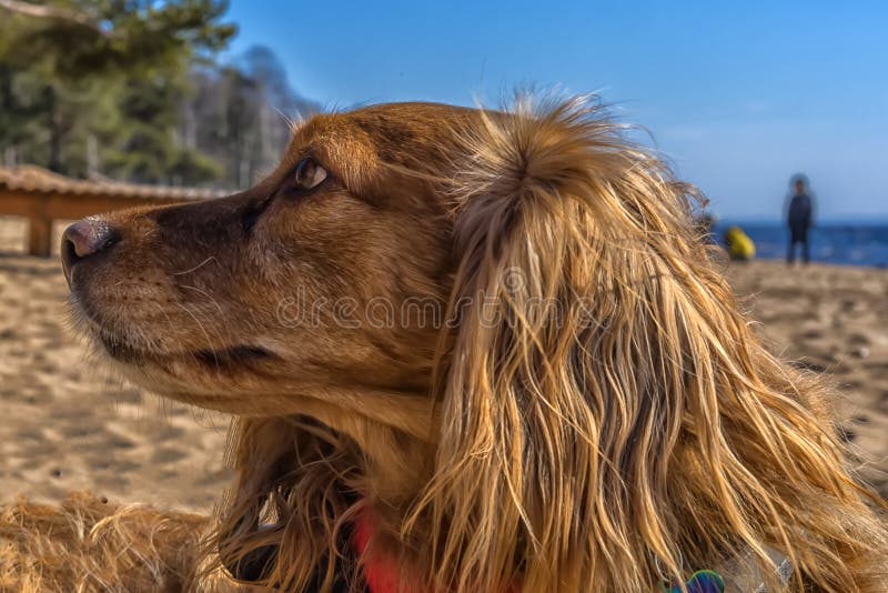 Red English Spaniel on the Beach on the Sand Stock Photo - Image of ...