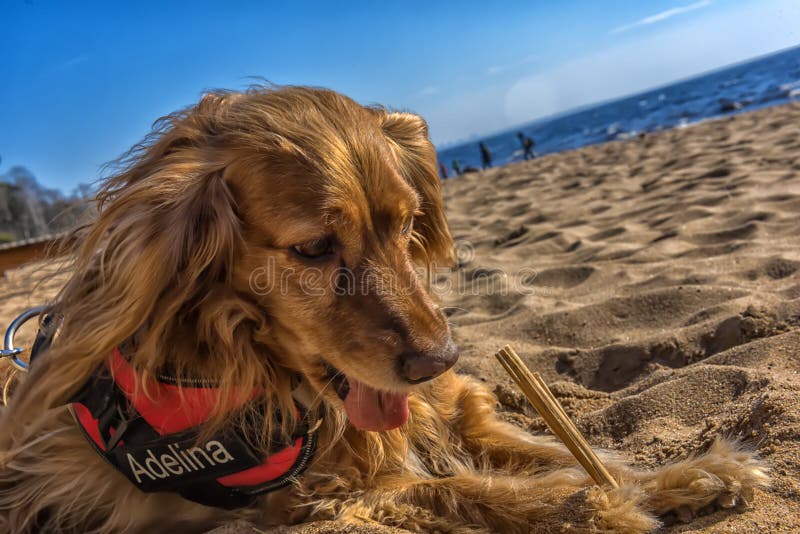 Red English Spaniel on the Beach on the Sand Stock Image - Image of ...