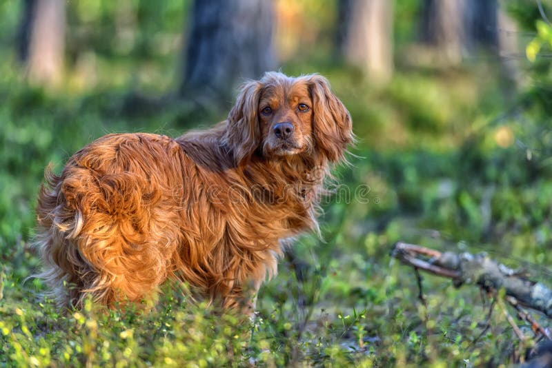 Red english spaniel stock photo. Image of fluffy, haired - 122402524