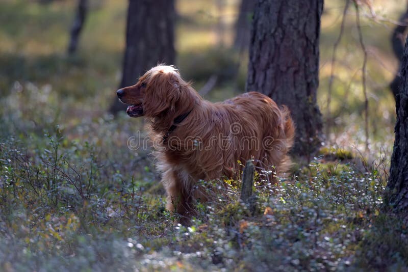 Red english spaniel stock image. Image of beast, hunter - 122402717