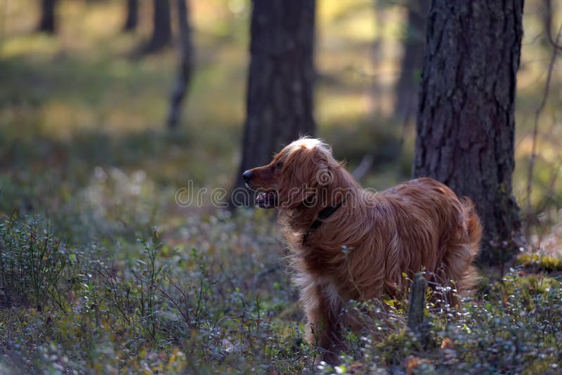 Red english spaniel stock photo. Image of canidae, flora - 122402728
