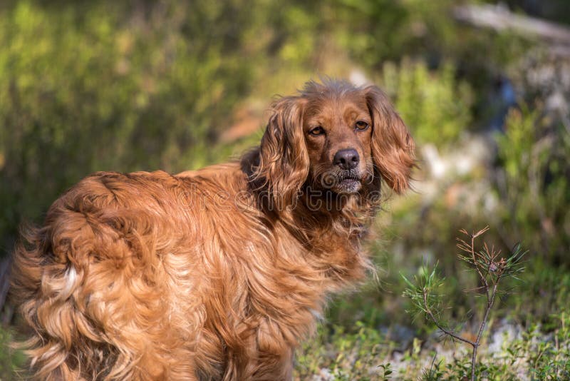 Red english spaniel stock photo. Image of flora, canidae - 122402790