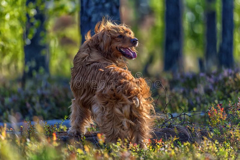 Red english spaniel stock image. Image of park, breed - 122403005