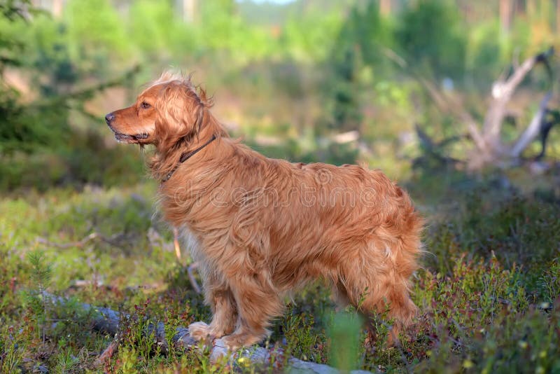 Red english spaniel stock photo. Image of mammal, forever - 122403142