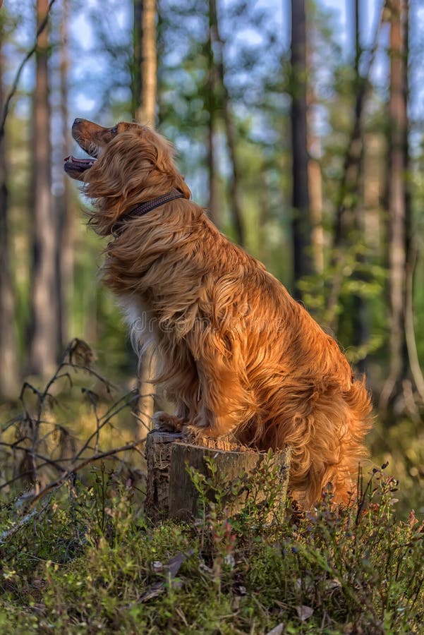 Red english spaniel stock image. Image of friend, leaves - 122402529