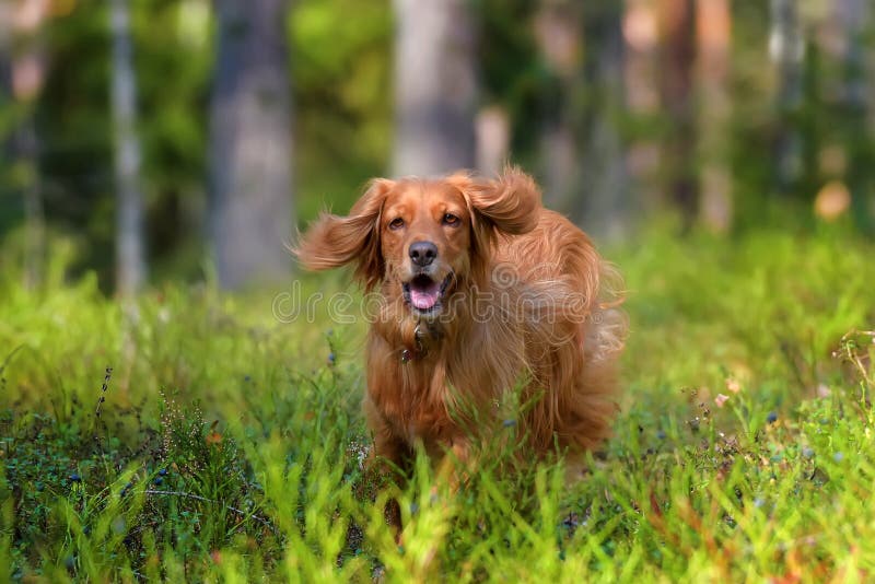 English Spaniel in the Woods Stock Photo - Image of canine, animal ...
