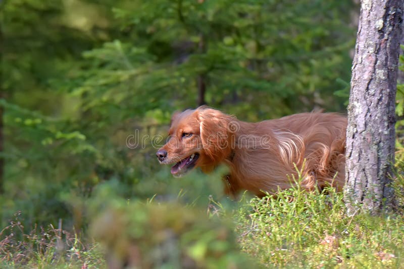English Spaniel in the Woods Stock Image - Image of look, cute: 132014639