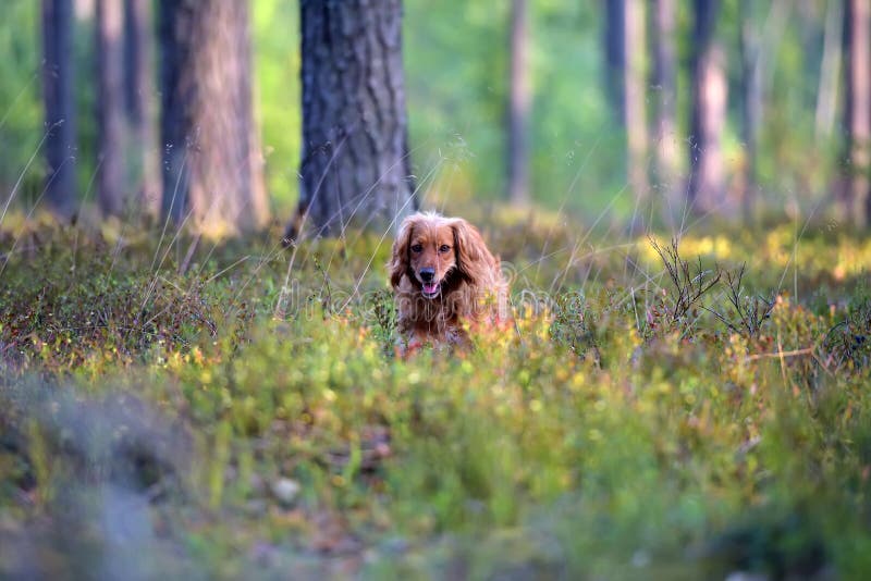 Red english spaniel stock photo. Image of fluffy, breed - 122402304