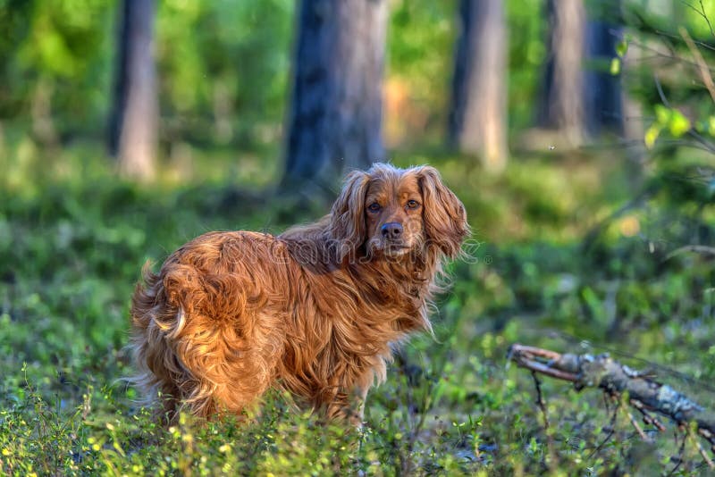 Red english spaniel stock photo. Image of cocker, haired - 122402484