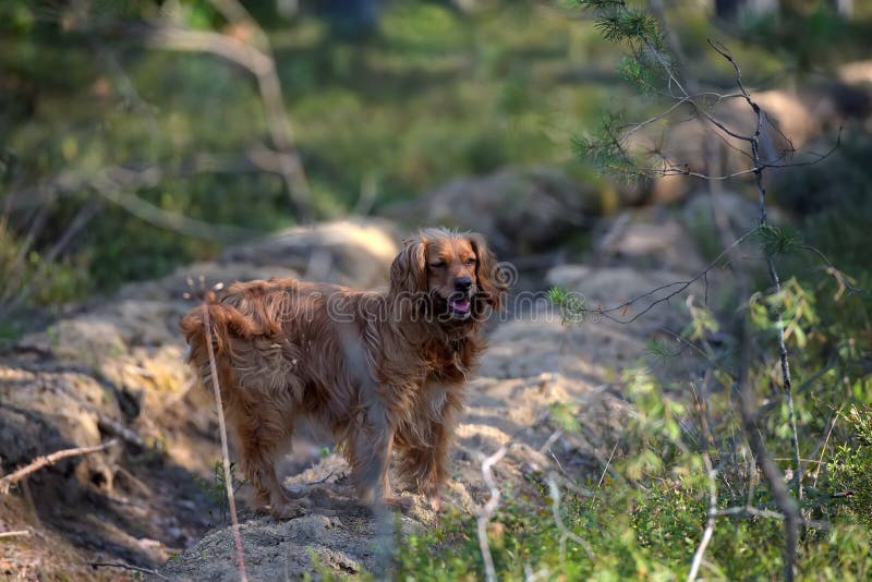 Red english spaniel stock photo. Image of haired, lovable - 122402680