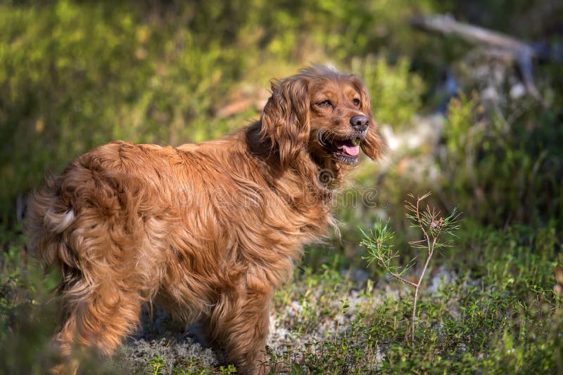 Red english spaniel stock photo. Image of animal, park - 122402848