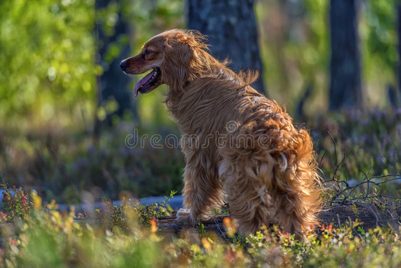 Red english spaniel stock image. Image of beast, fallen - 122402909