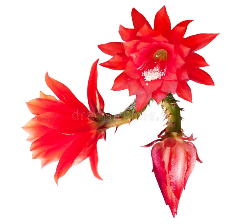 Epiphyllum, Red Flower of Night-blooming Cereus, Queen of the Night ...