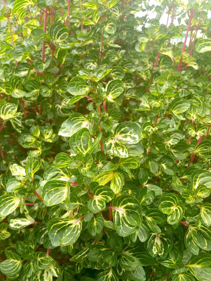 Red Episcia Flame Violet stock photo. Image of episcia - 378173654