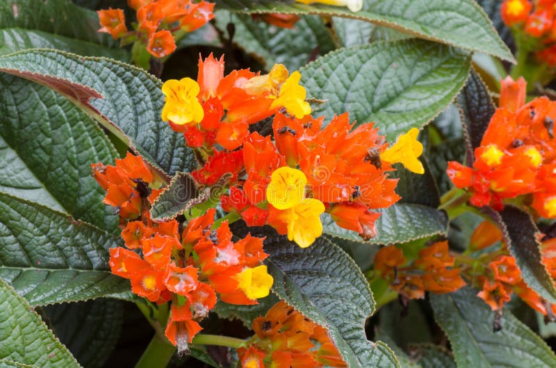 Red Episcia stock image. Image of green, fresh, blossoming - 43157401