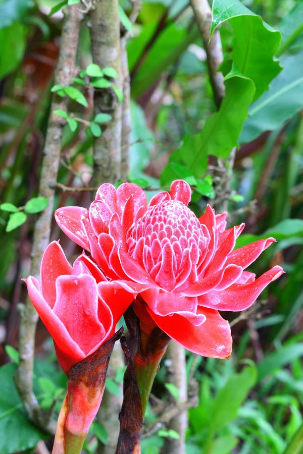 Red Etlingera Elatior (Jack) R.M Stock Image - Image of exotic, flora ...