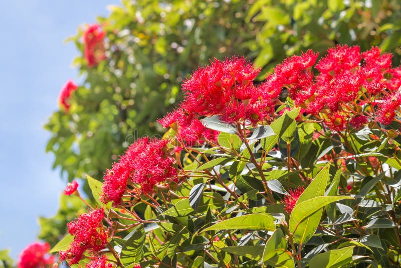 Red Eucalyptus Tree Flowers in Bloom Stock Photo - Image of plant, tree ...