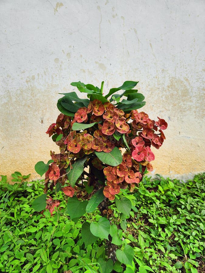 This is a Red Euphorbia Flower. the Tree is Full of Thorns Stock Photo ...
