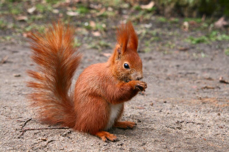 Eurasian Red Squirrel Scotland Wallpaper
