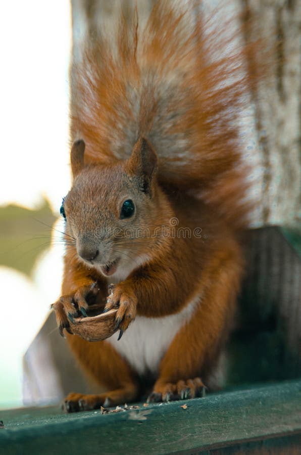A Red Eurasian Squirrel Eats a Nut. Wildlife Animals in City Park in ...