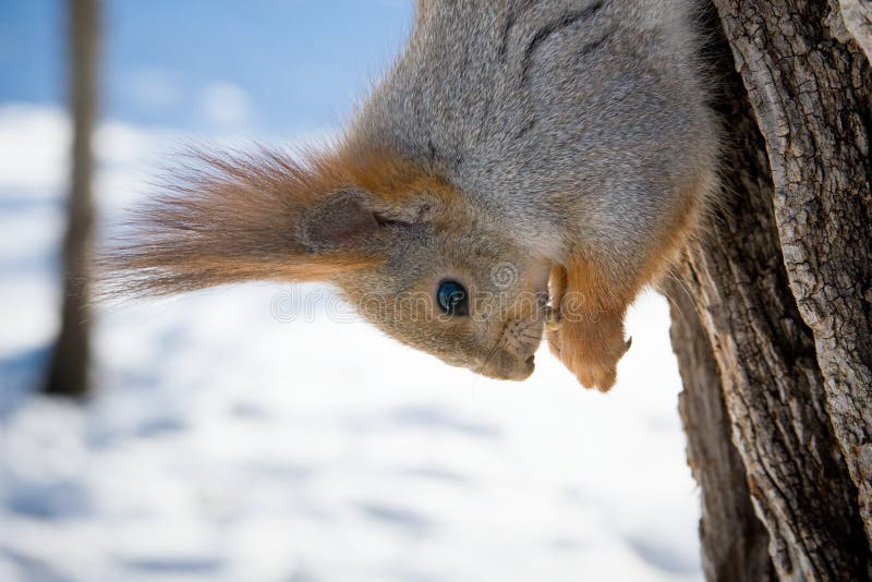 Red Eurasian Squirrel Hanging on a Tree in the Winter Park. a Squirrel ...