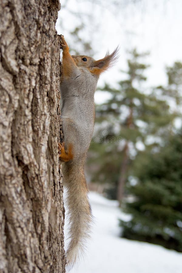 Red Eurasian Squirrel Hanging on a Tree in the Winter Park. a Squirrel ...