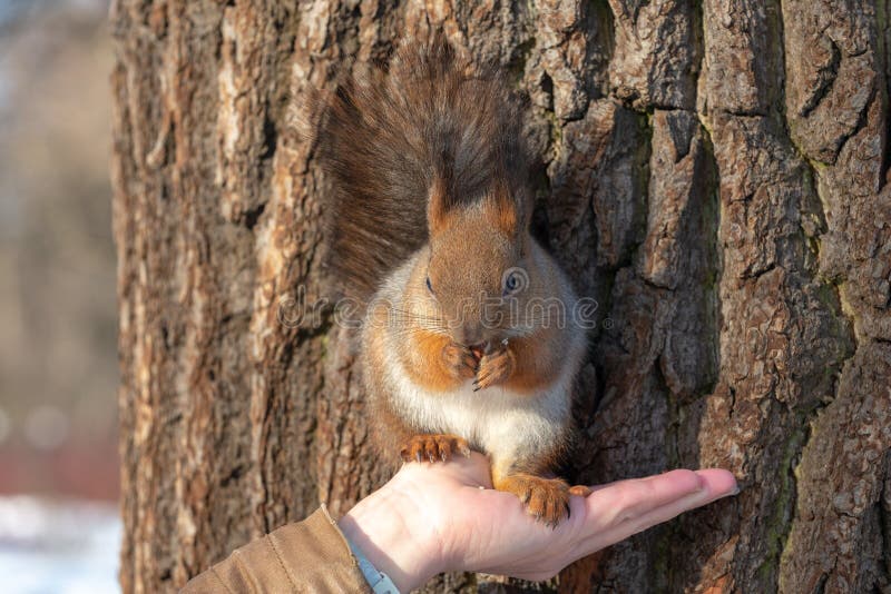 Red Eurasian Squirrel Sitting on the Hand Stock Image - Image of ...