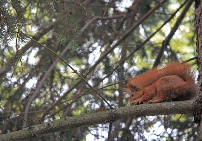 104 Polish Squirrel Stock Photos - Free & Royalty-Free Stock Photos ...