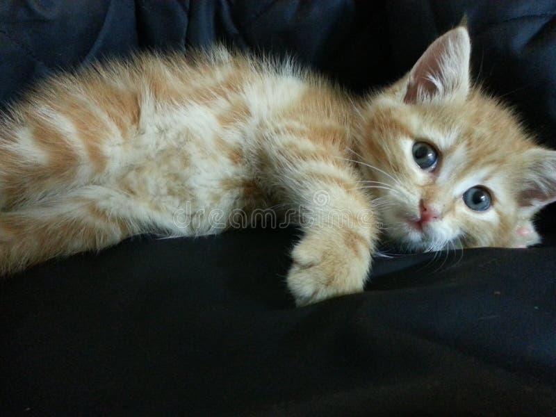 Red european cat editorial stock photo. Image of pets - 75789778