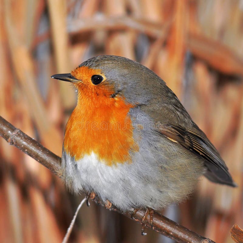 Red european robin stock photo. Image of small, feeder - 29208350