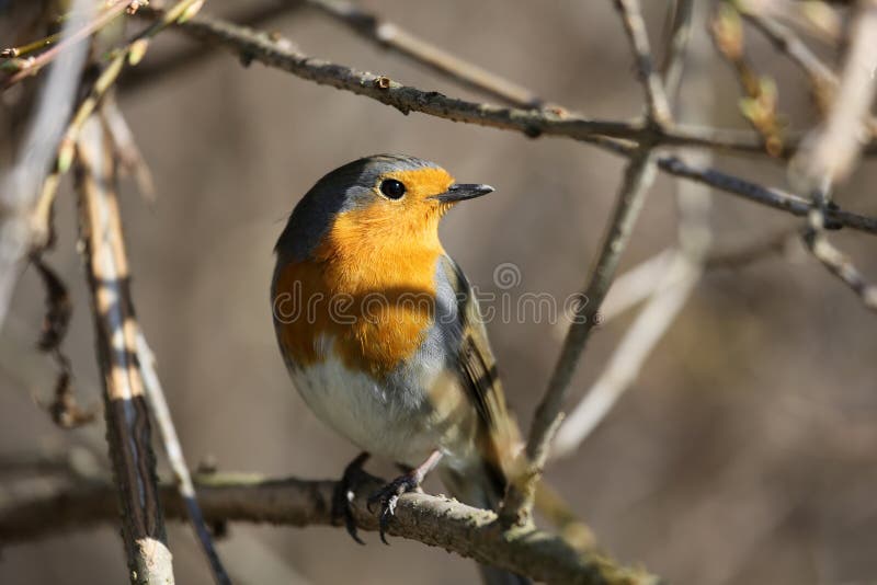 Red european robin stock photo. Image of branch, robin - 39032164