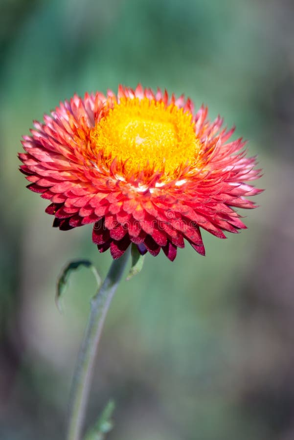 Everlasting flower field stock image. Image of japan - 71307259