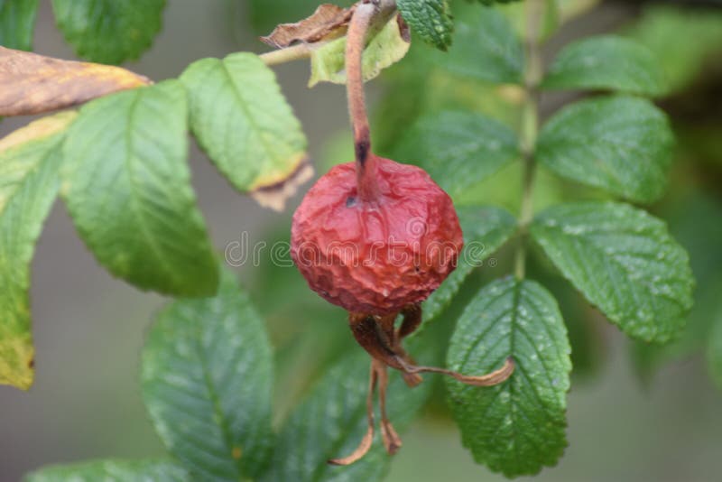 Red evil fruit one piece stock image. Image of piece - 157932183