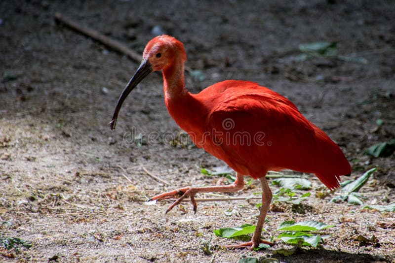 Red and exotic bird stock image. Image of brown, feather - 120137953