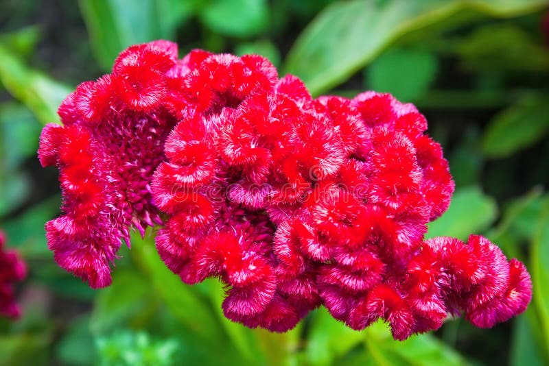 Red exotic flower stock photo. Image of botany, gift - 26804474