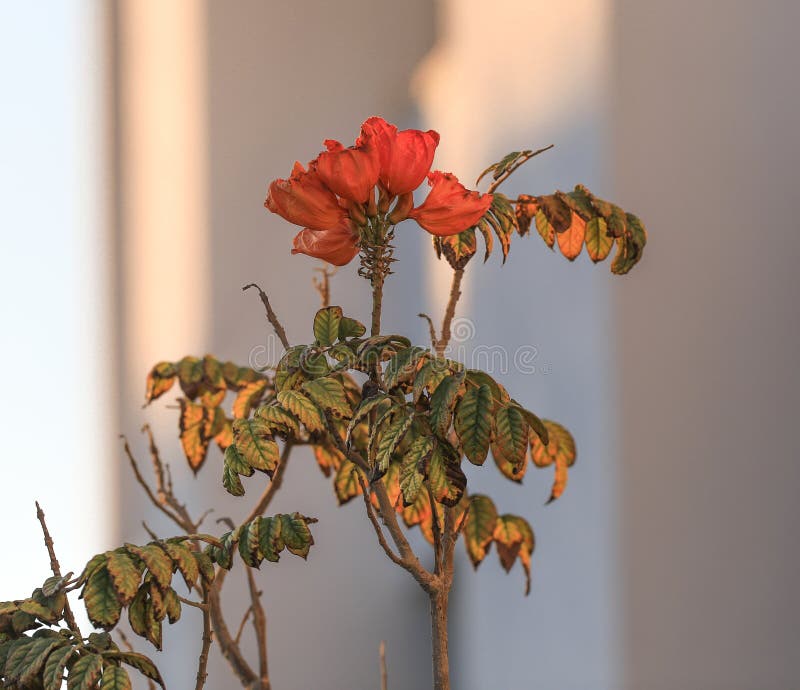 Red exotic flower outdoors stock photo. Image of floral - 335389908