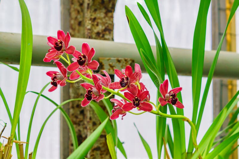 Red Exotic Flowers Stock Photos - Download 25,006 Royalty Free Photos