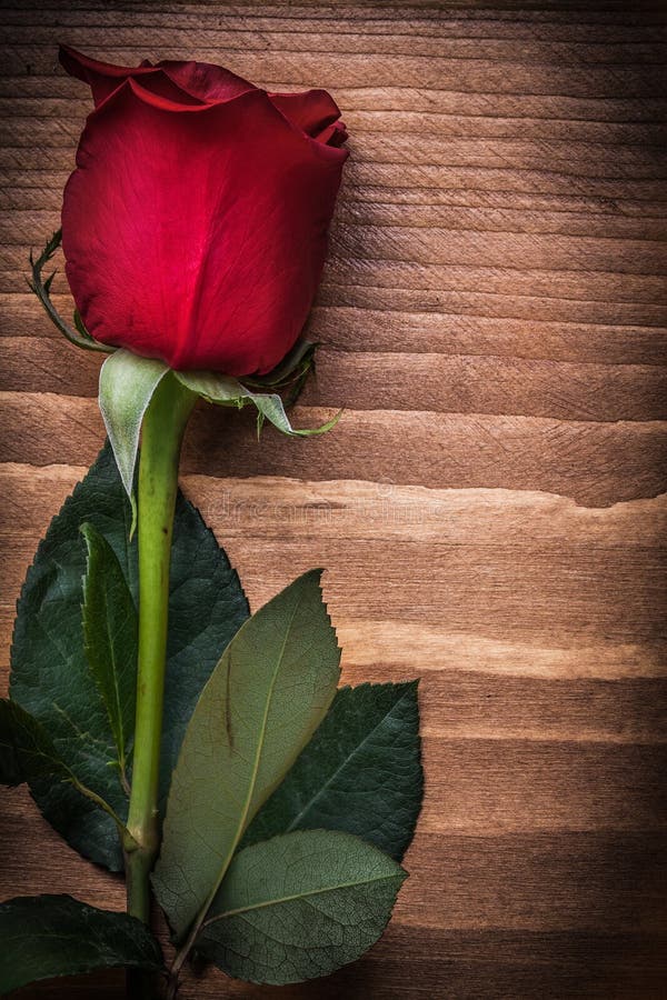 Red Expanded Natural Rose on Wood Board Holidays Stock Photo - Image of ...