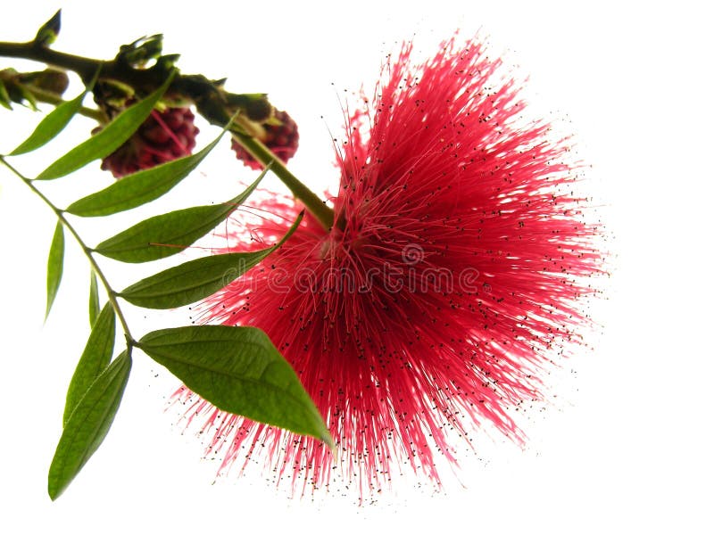 Red Explosion stock photo. Image of fragile, love, finespun - 94962