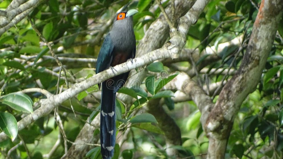 382,786 Red Eye Coffeee Stock Photos - Free & Royalty-Free Stock Photos ...