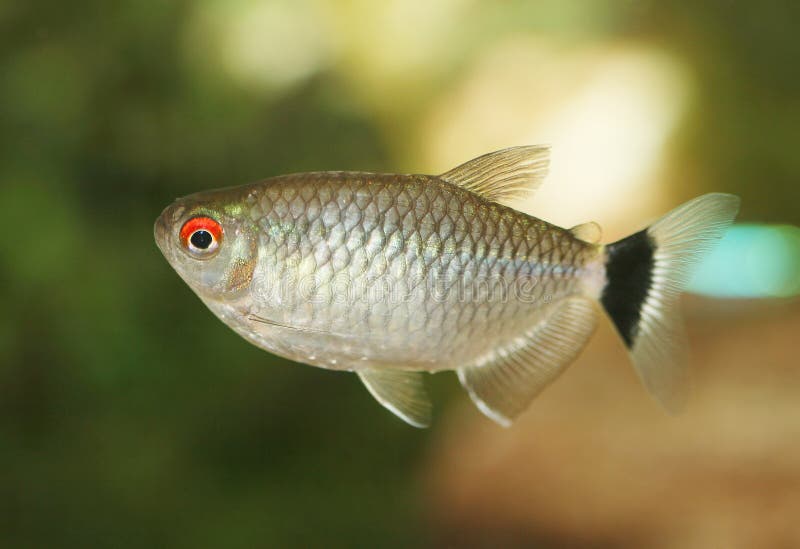Balloon Red Eye Tetra