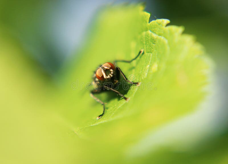 Red eye flesh fly stock photo. Image of close, macro - 94199078