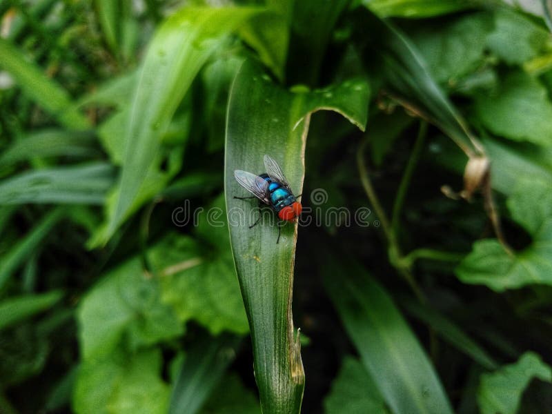 Red Eye Fly Taken from a Certain Angle Stock Image - Image of angle ...